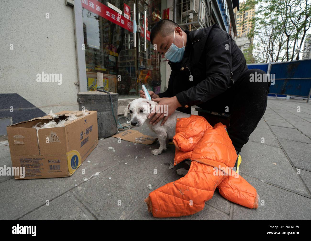 200402 -- WUHAN, April 2, 2020 -- A man shaves a dog in Wuhan, capital ...