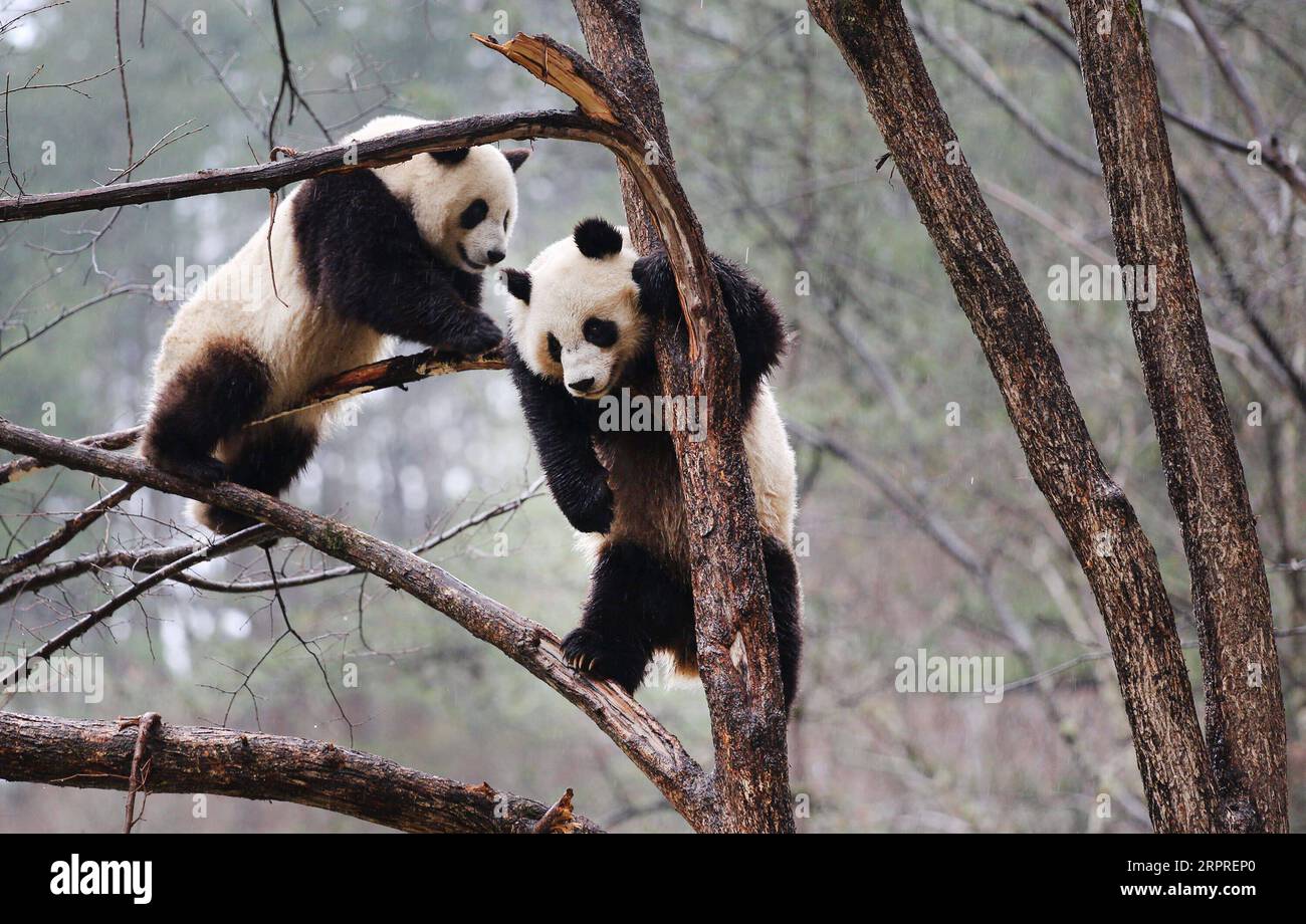 Qinling panda hi-res stock photography and images - Alamy