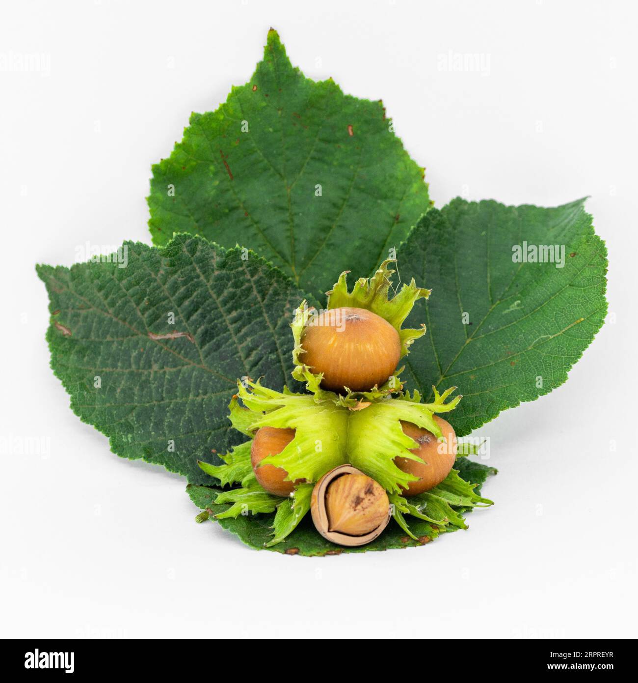 Half peeled hazelnuts isolated hi-res stock photography and images - Alamy