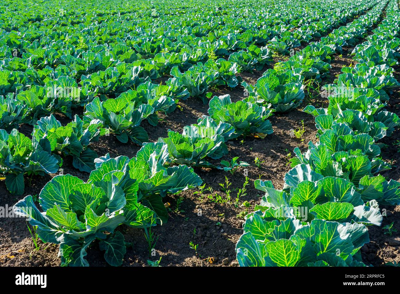 Freshly growing in rows green leafy cabbage field, organic headed ...
