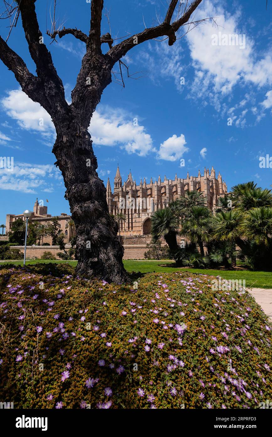 Spain, Balearic Islands, Majorca, Palma de Mallorca, Old Town. La Seu ...