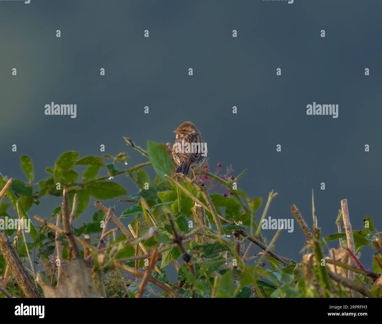 Juvenile reed bunting hi-res stock photography and images - Alamy