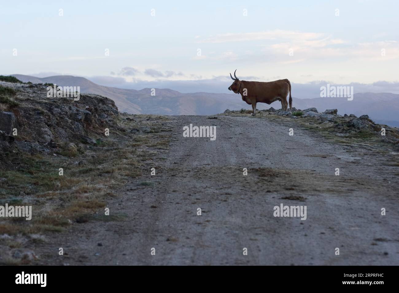 Mountain cattle, Barrosa breed, in their environment in the Peneda ...