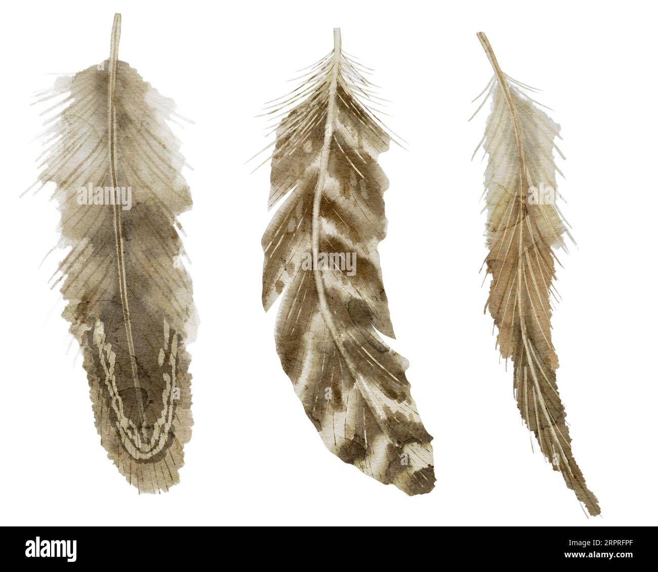 Feather drawing hi-res stock photography and images - Alamy