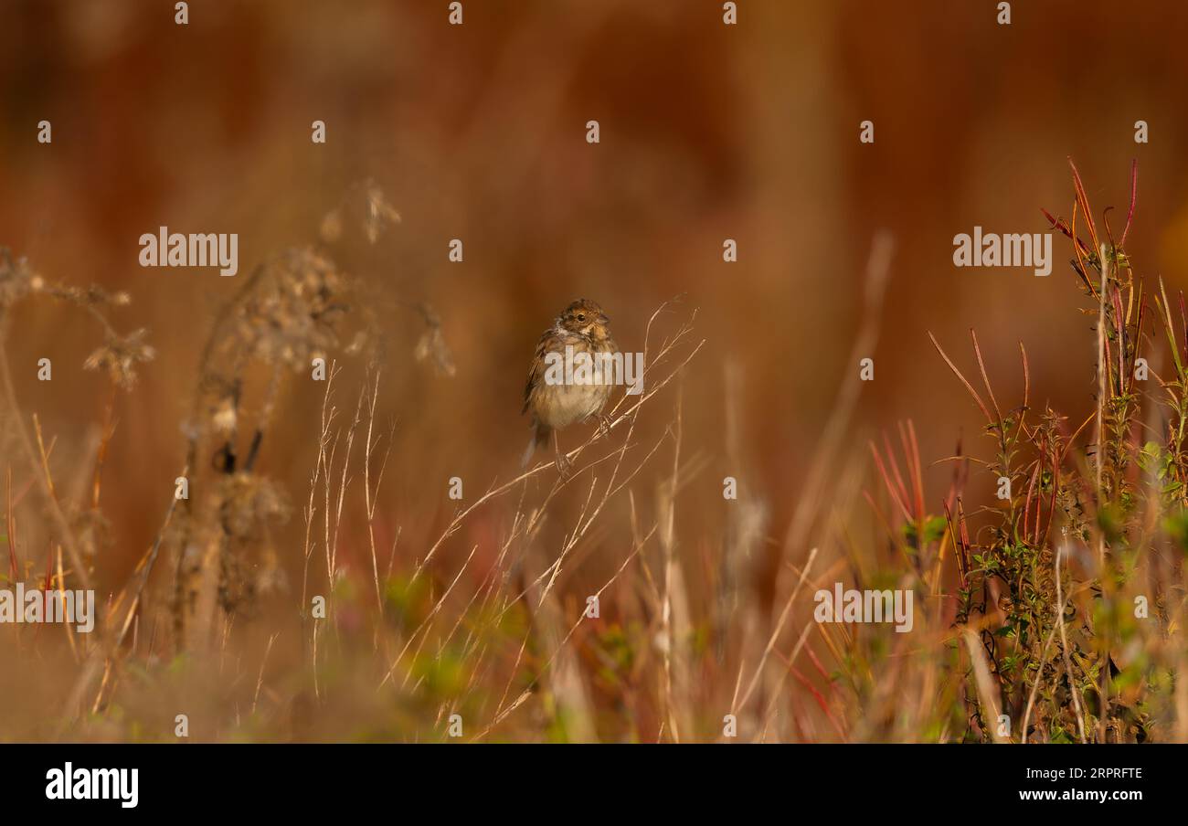 Juvenile reed bunting hi-res stock photography and images - Alamy