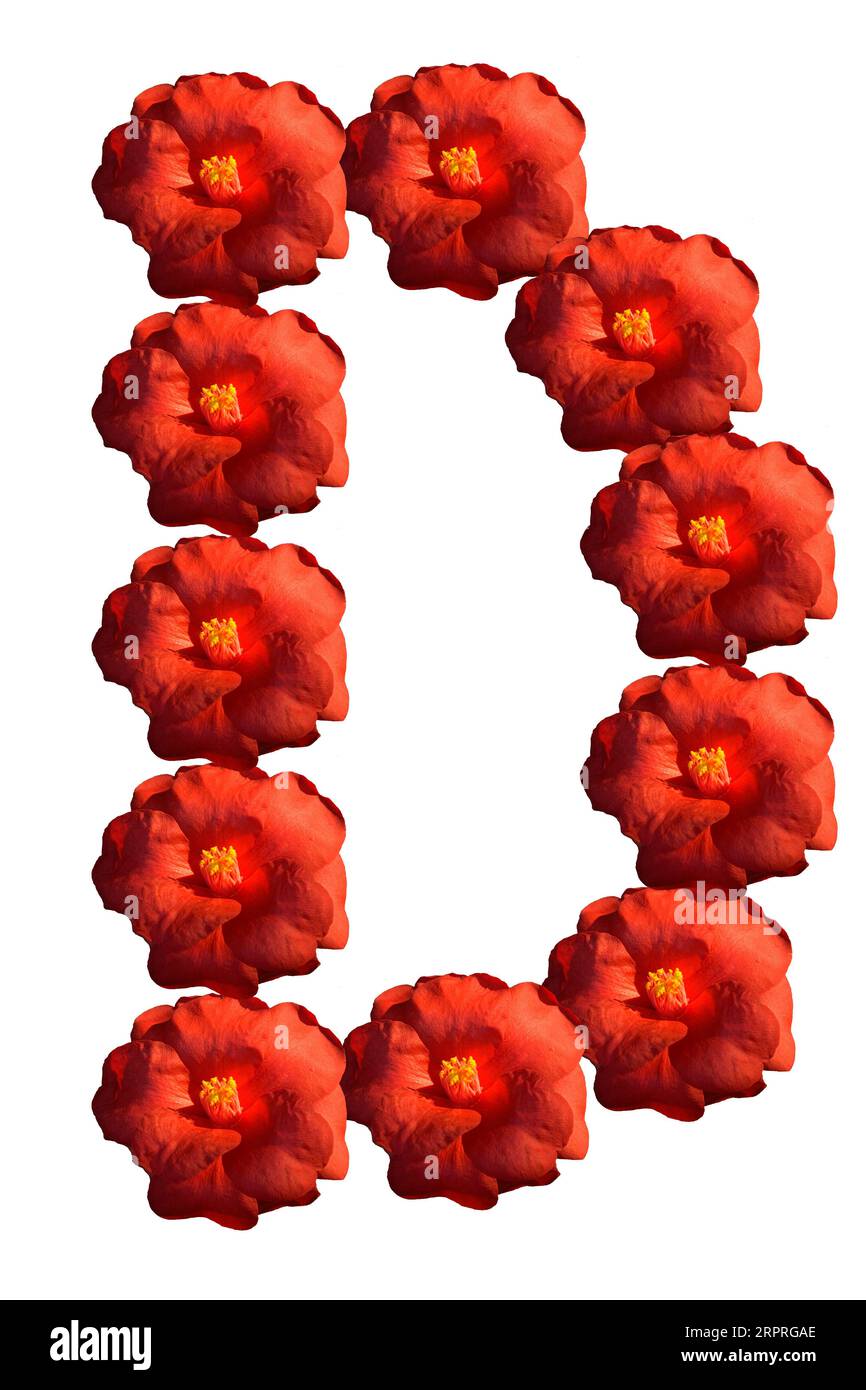 Colorful letter D handcrafted red camellia blossoms with yellow stamen ...