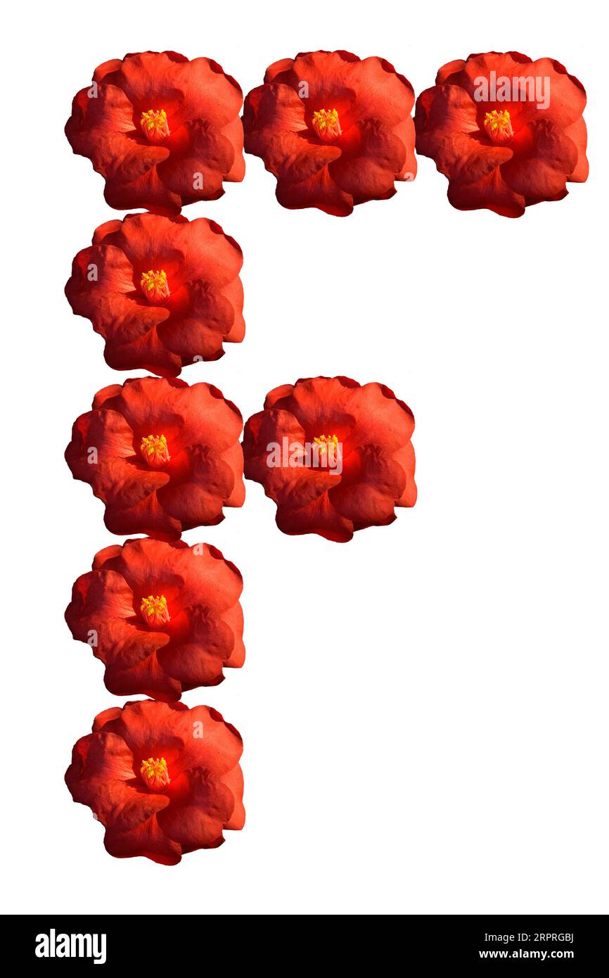 Colorful letter F handcrafted red camellia blossoms with yellow stamen ...