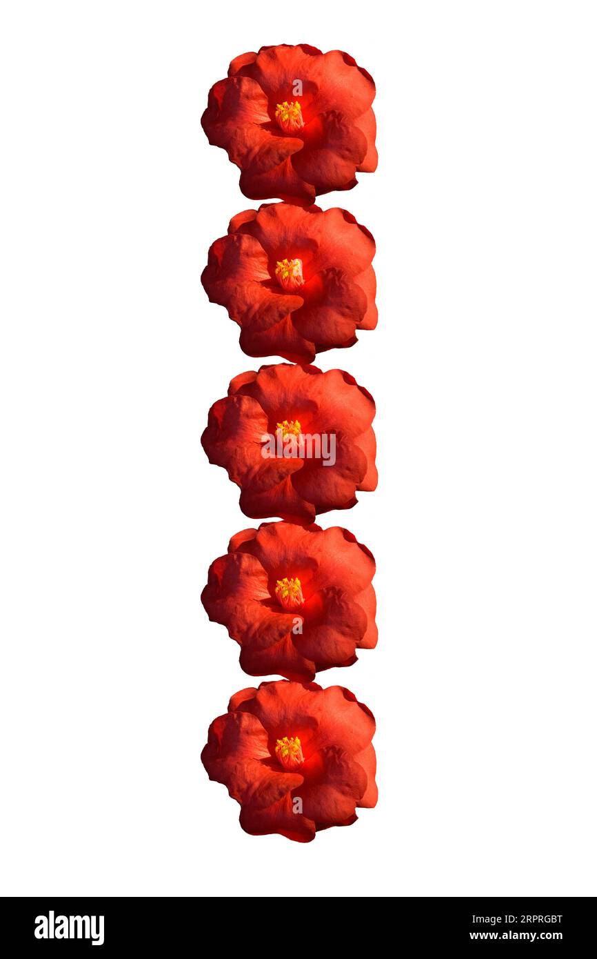 Colorful letter I handcrafted red camellia blossoms with yellow stamen ...