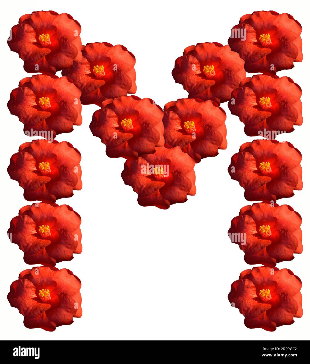 Colorful letter M handcrafted red camellia blossoms with yellow stamen ...