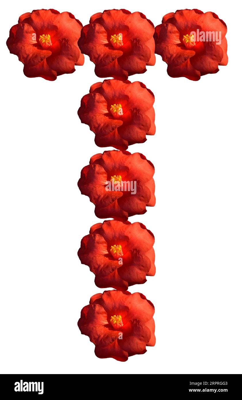 Colorful letter T handcrafted red camellia blossoms with yellow stamen ...