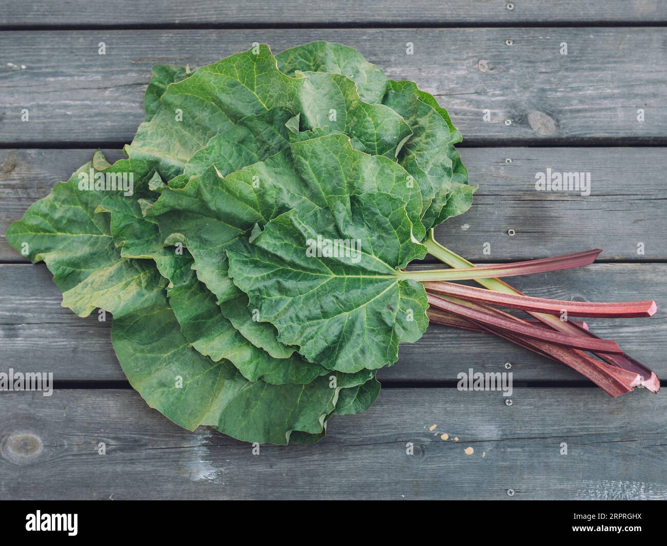 Two rhut stalks lying on a wooden table surface, with two stalks still ...