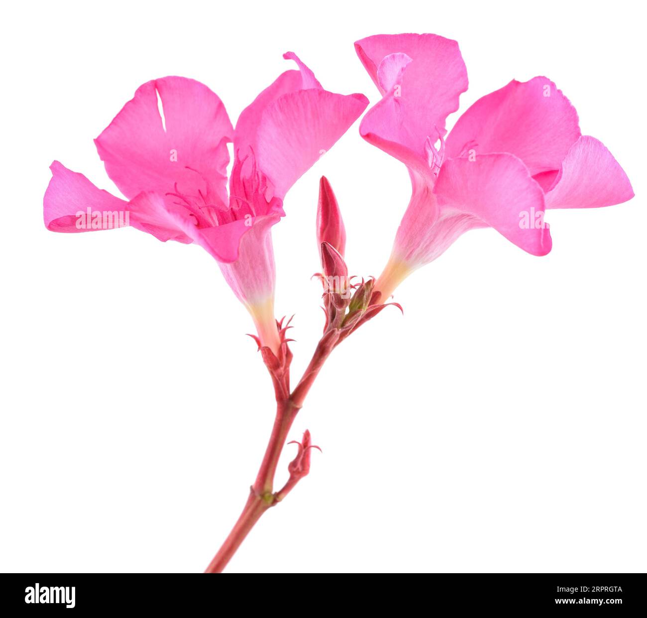 Oleander isolated hi-res stock photography and images - Alamy
