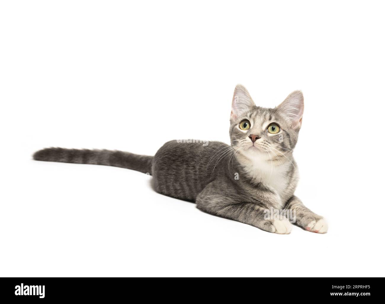 Cute gray kitten isolated on white background Stock Photo - Alamy