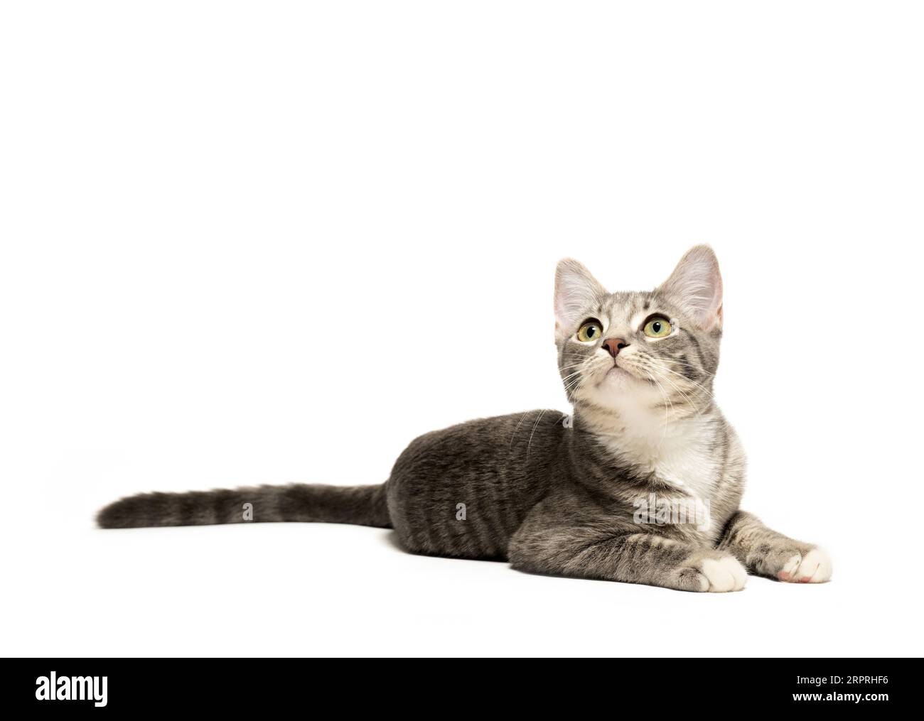 Cute gray kitten isolated on white background Stock Photo - Alamy