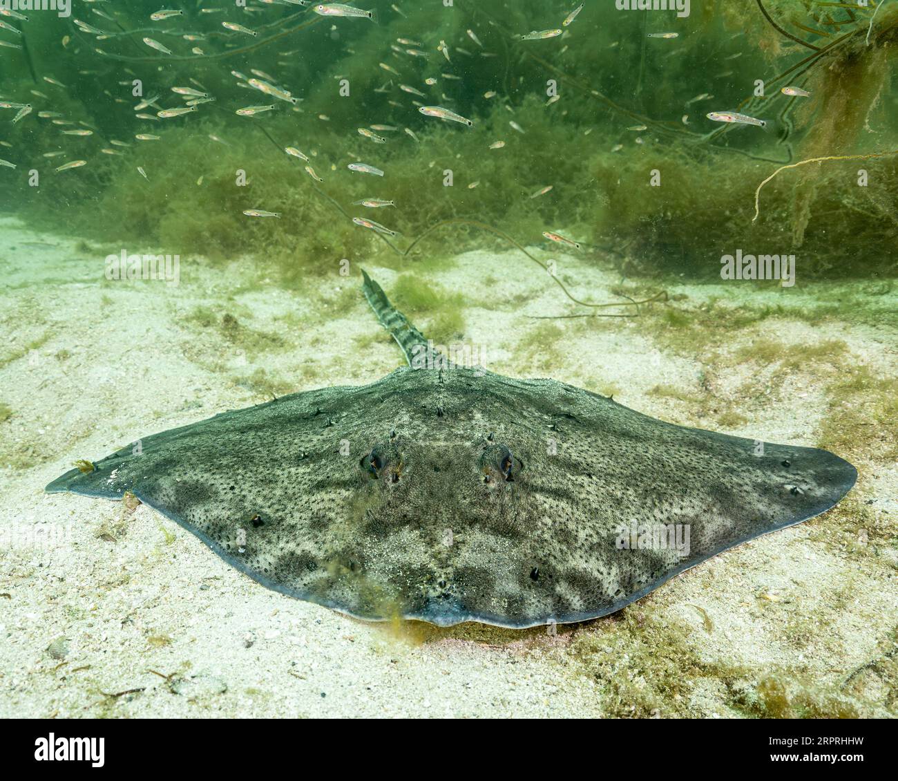 Thornback Ray in shallow water at the west coast of Norway Stock Photo ...