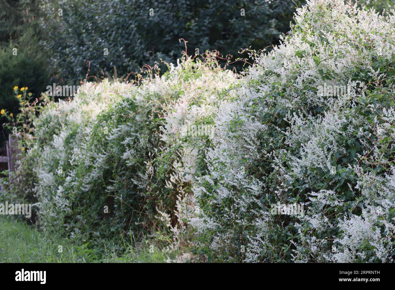 huge Russianvine hedge in the soft Evening light Stock Photo - Alamy