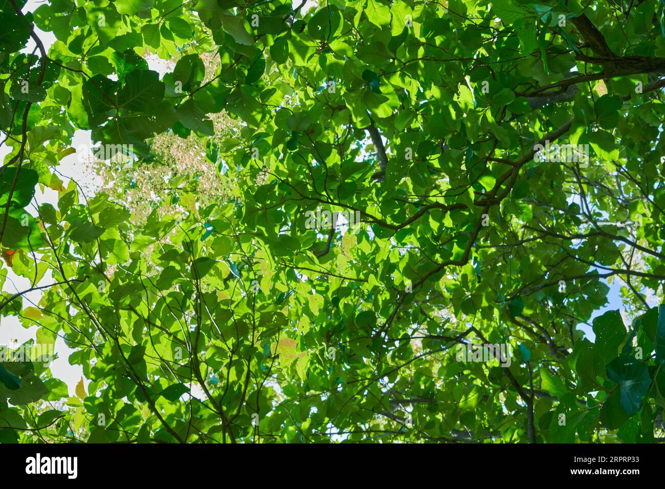 Canopy growth hi-res stock photography and images - Alamy