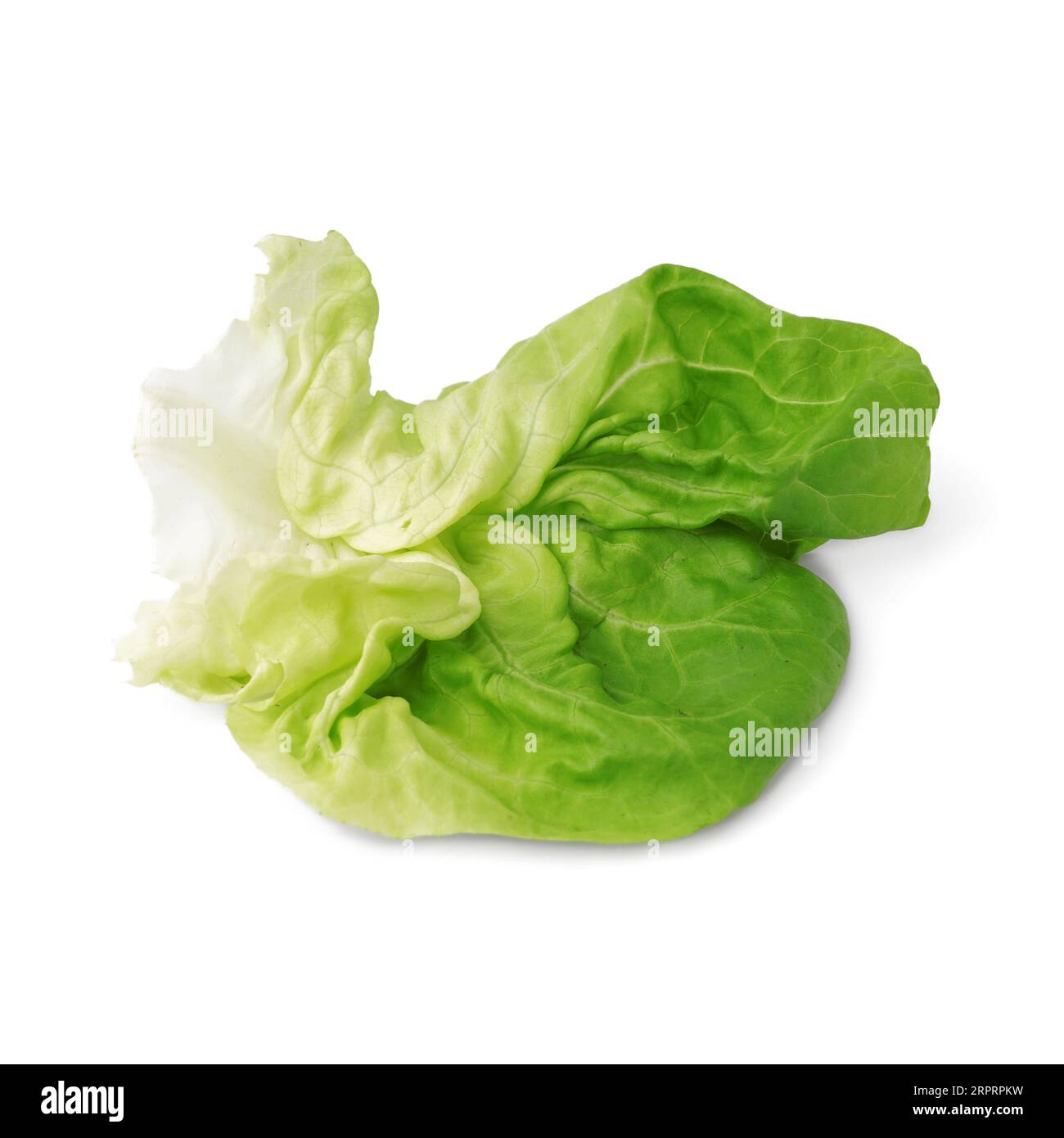 Fresh Boston lettuce on white background Stock Photo - Alamy