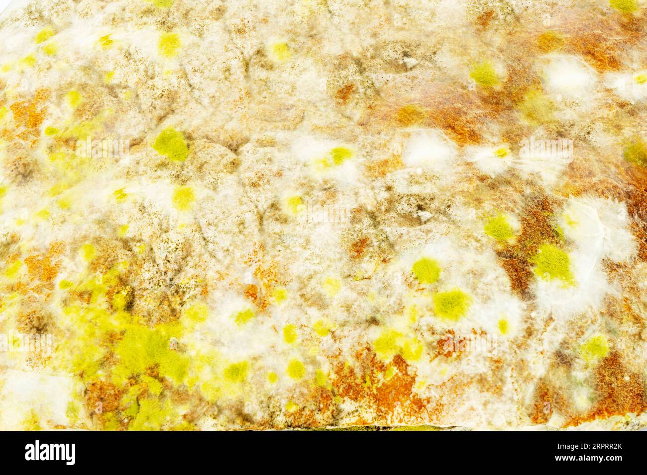 Mould bread spores hi-res stock photography and images - Alamy