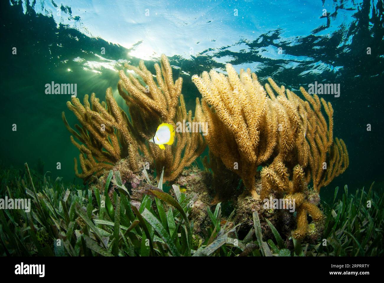 Scuba diving in posidonia seaweed hi-res stock photography and images ...