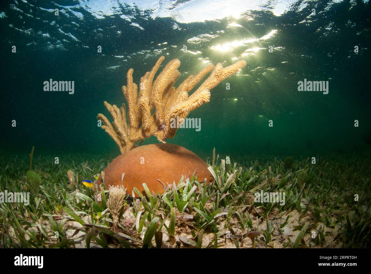 Coral polyp algae hi-res stock photography and images - Alamy
