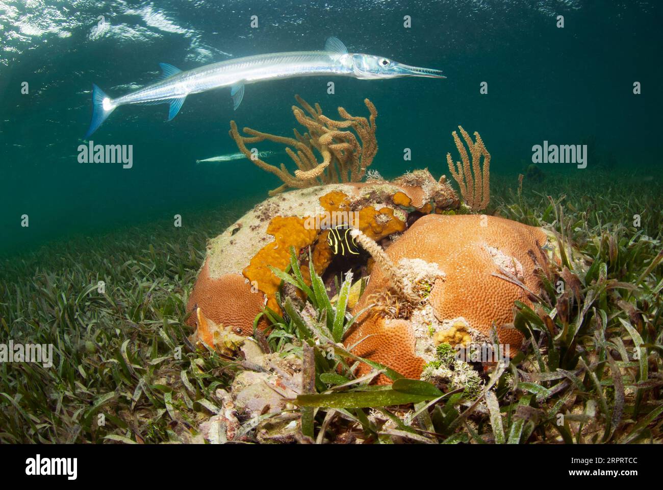 Needlefish swimming over star coral in the seagrass Stock Photo - Alamy