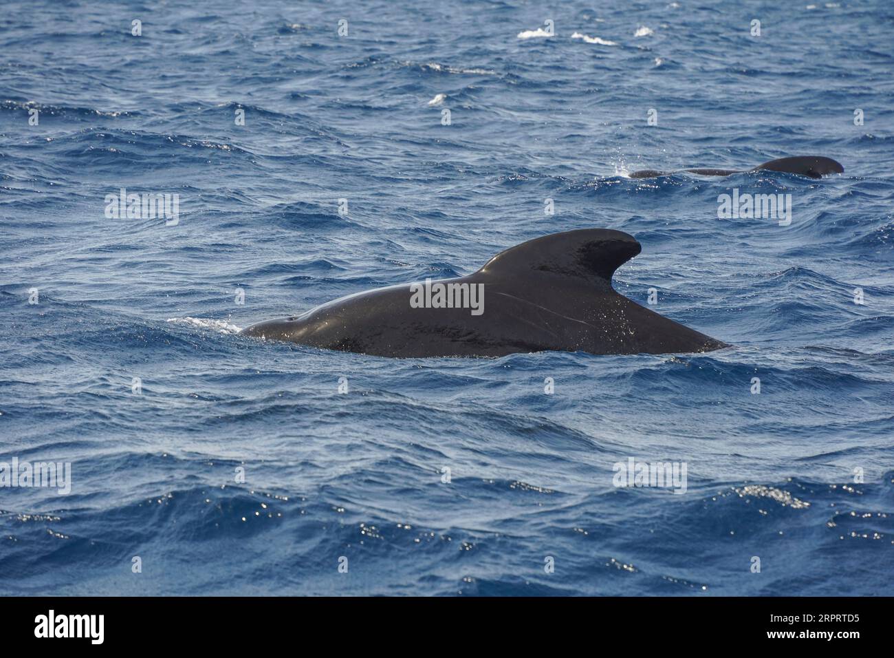 Long-finned pilot whale at Strait of Gibraltar, whale watching, Spain ...