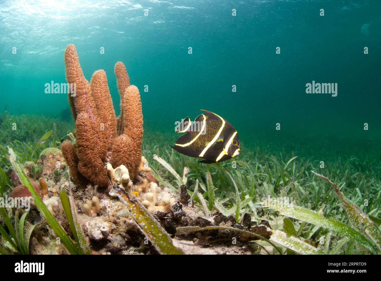 French angelfish juvenile swimming over coral Stock Photo - Alamy