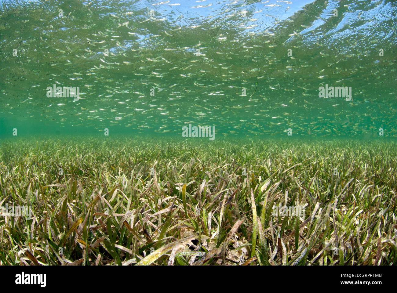 Seagrass bed hi-res stock photography and images - Alamy