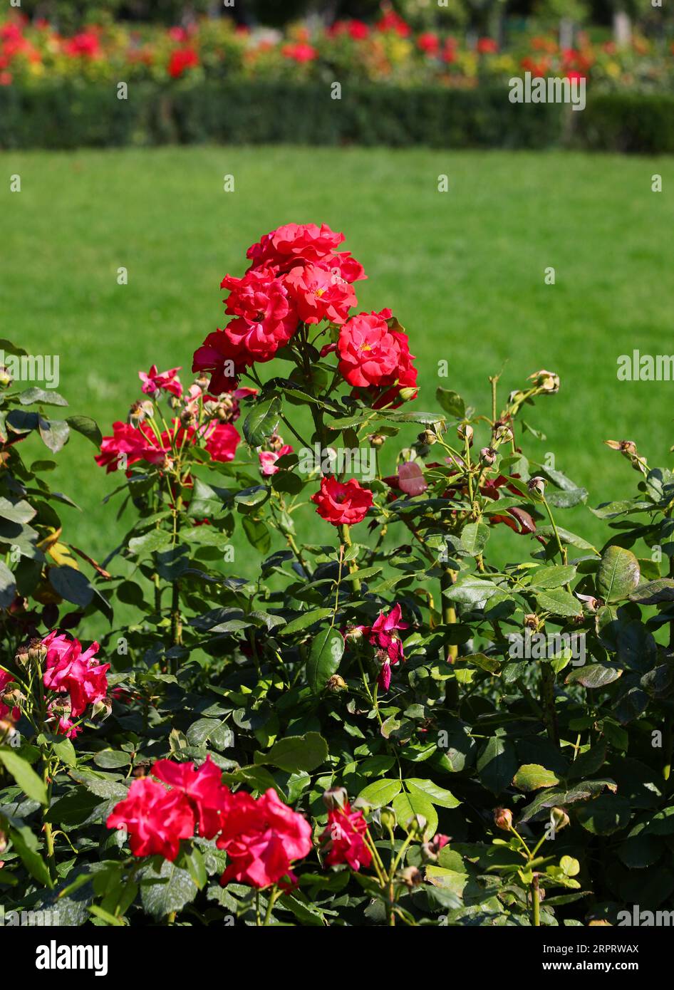 big roses with thorns in the rose garden of the public park garden ...
