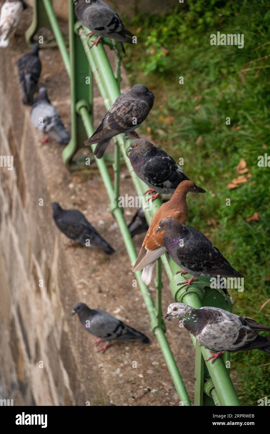 Color pigeon birds near stone wall and green fence in morning capital ...