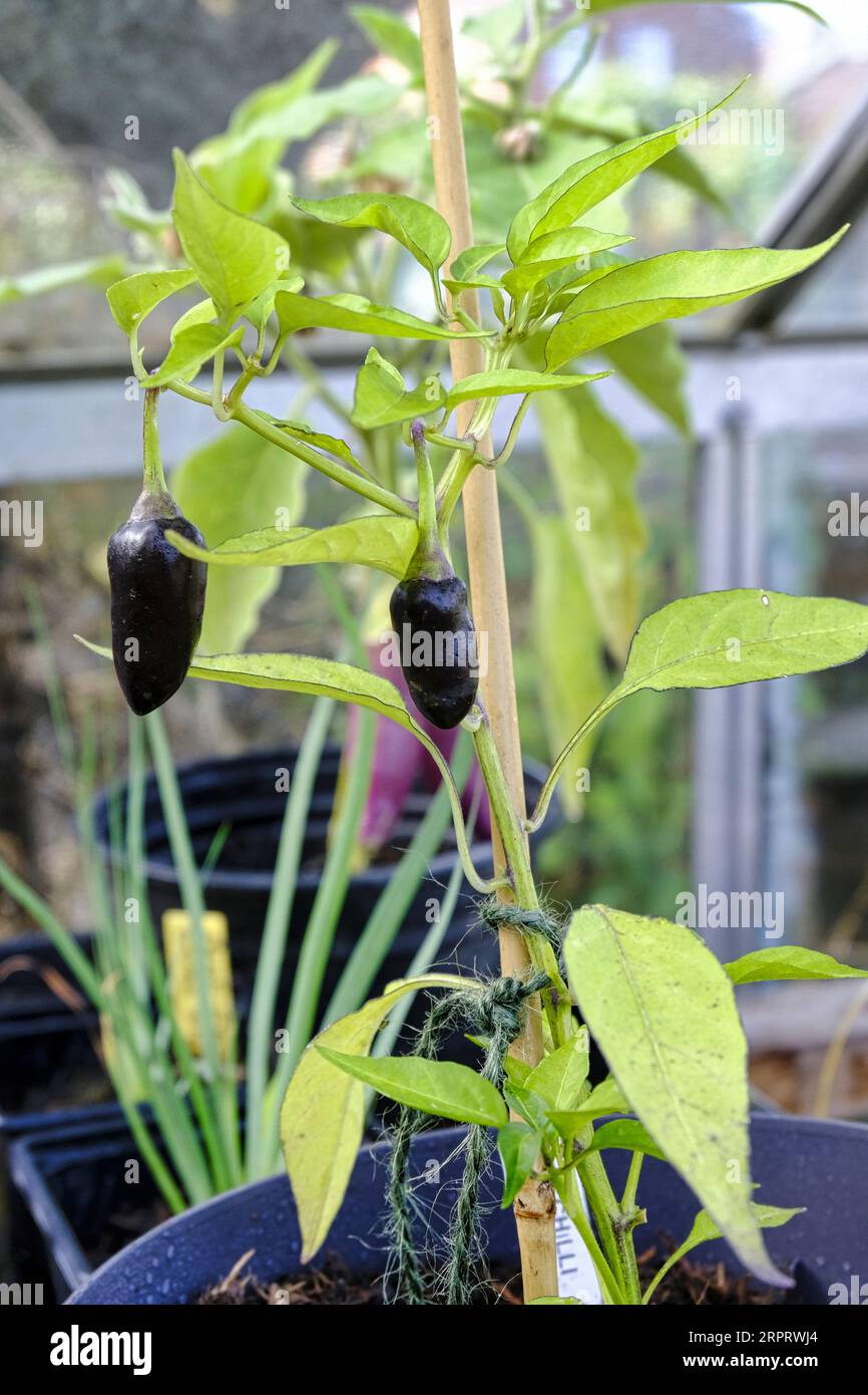 Chillies greenhouse hi-res stock photography and images - Alamy