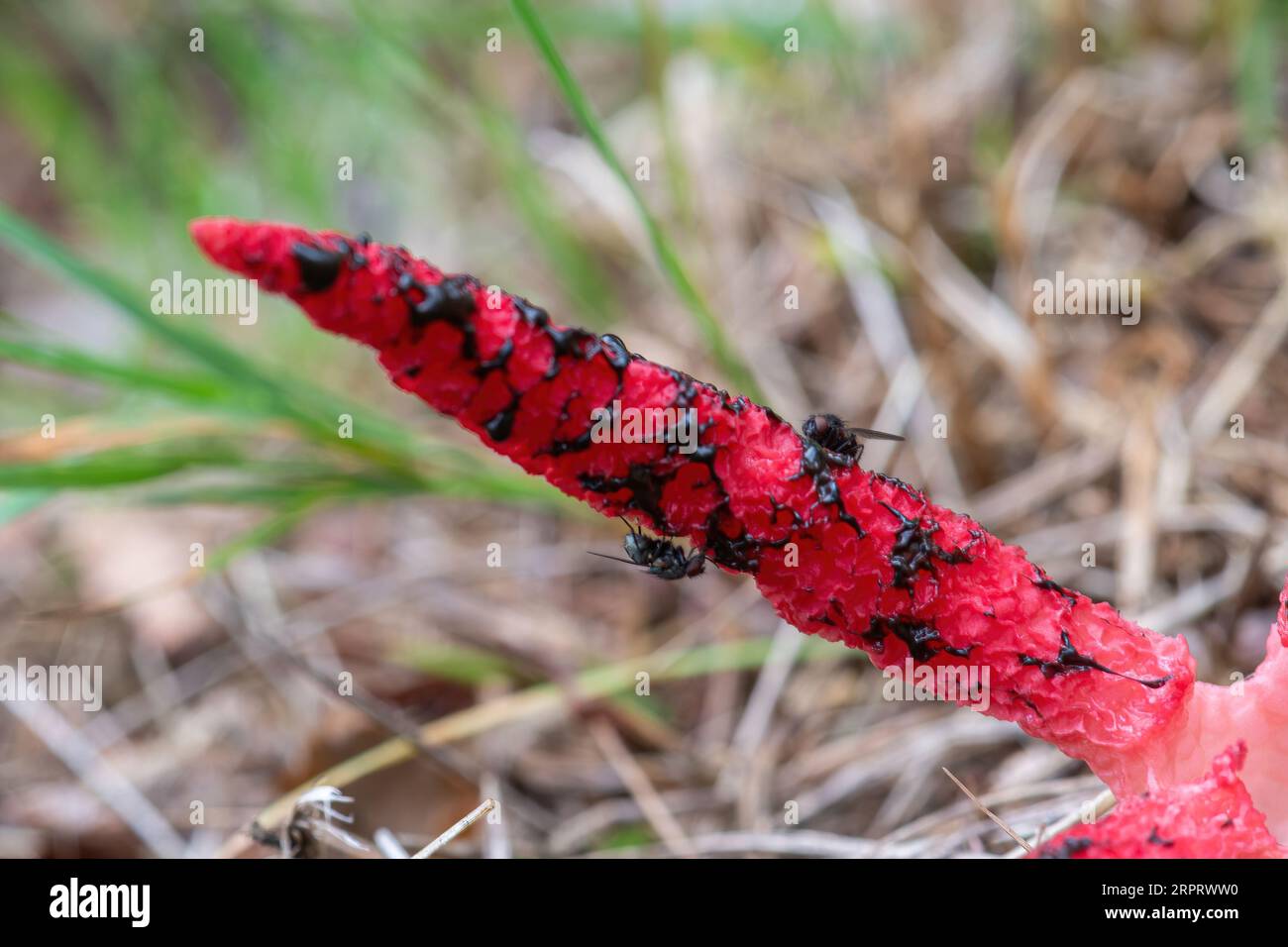 Devil’s fingers fungus fungi (Clathrus archeri), a bright red non ...