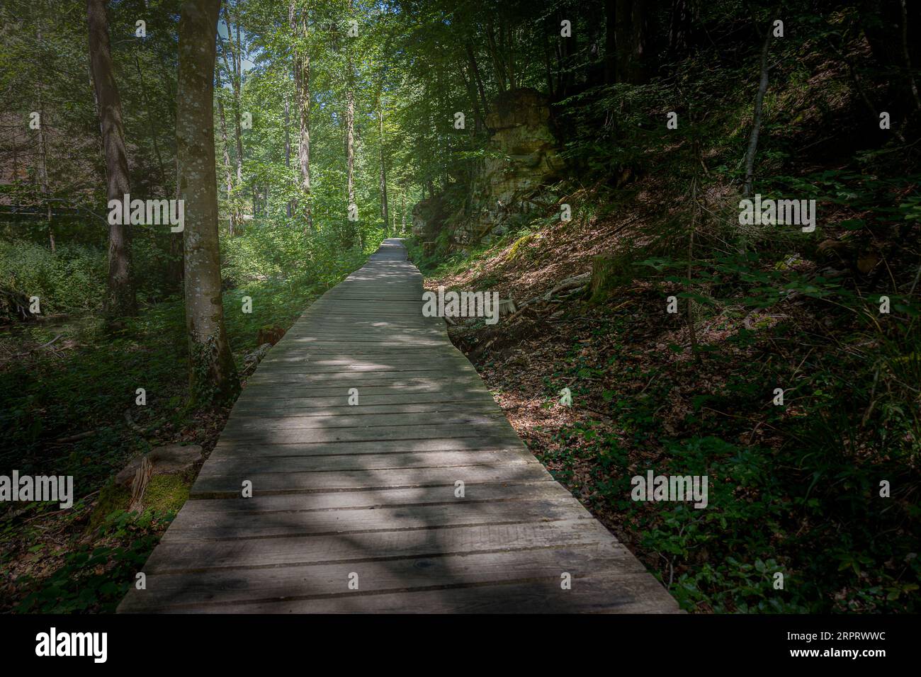 Idyllic wooden hiking trail in the woods of the Mullerthal region, also ...