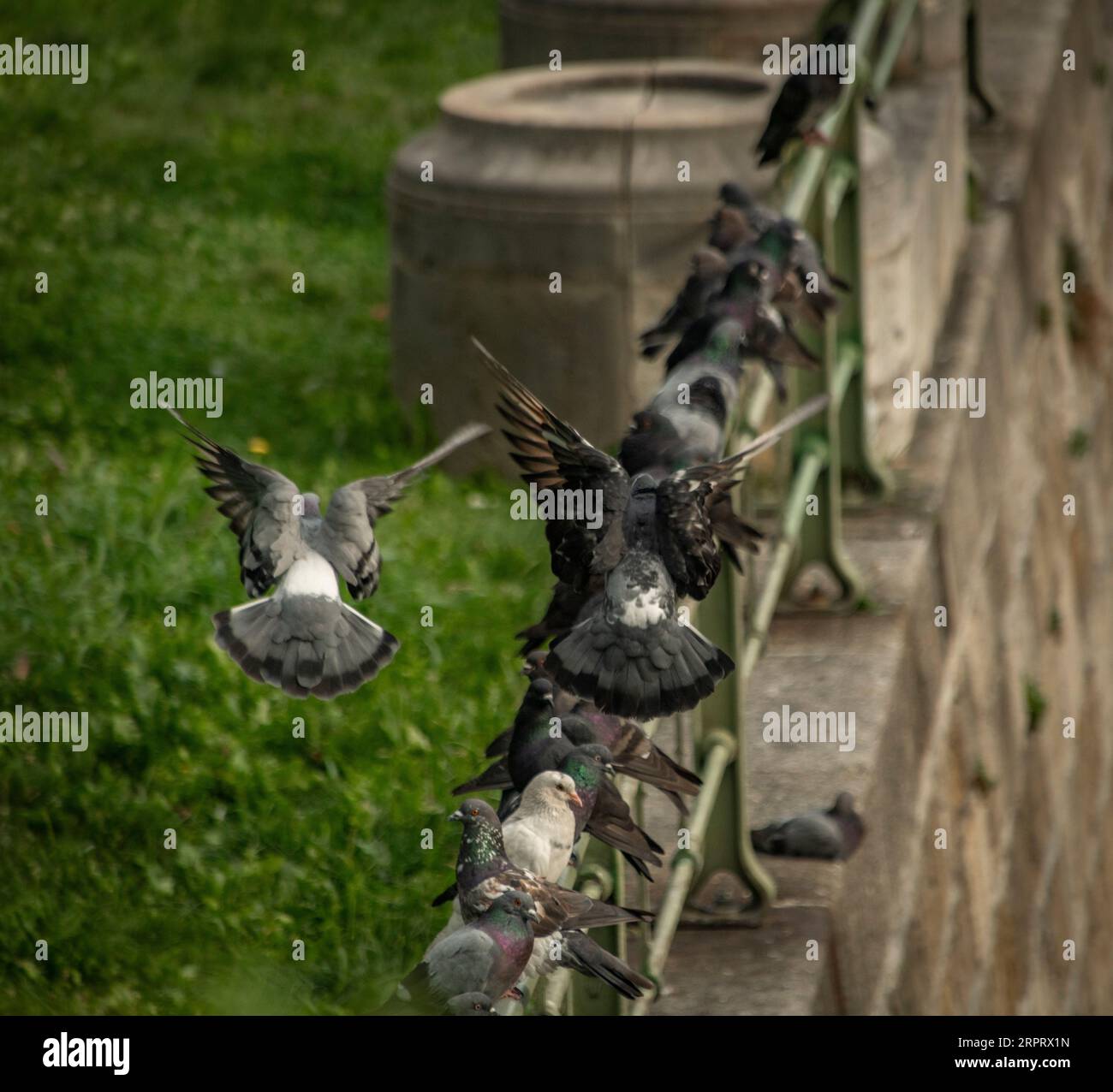 Austria pigeon hi-res stock photography and images - Alamy