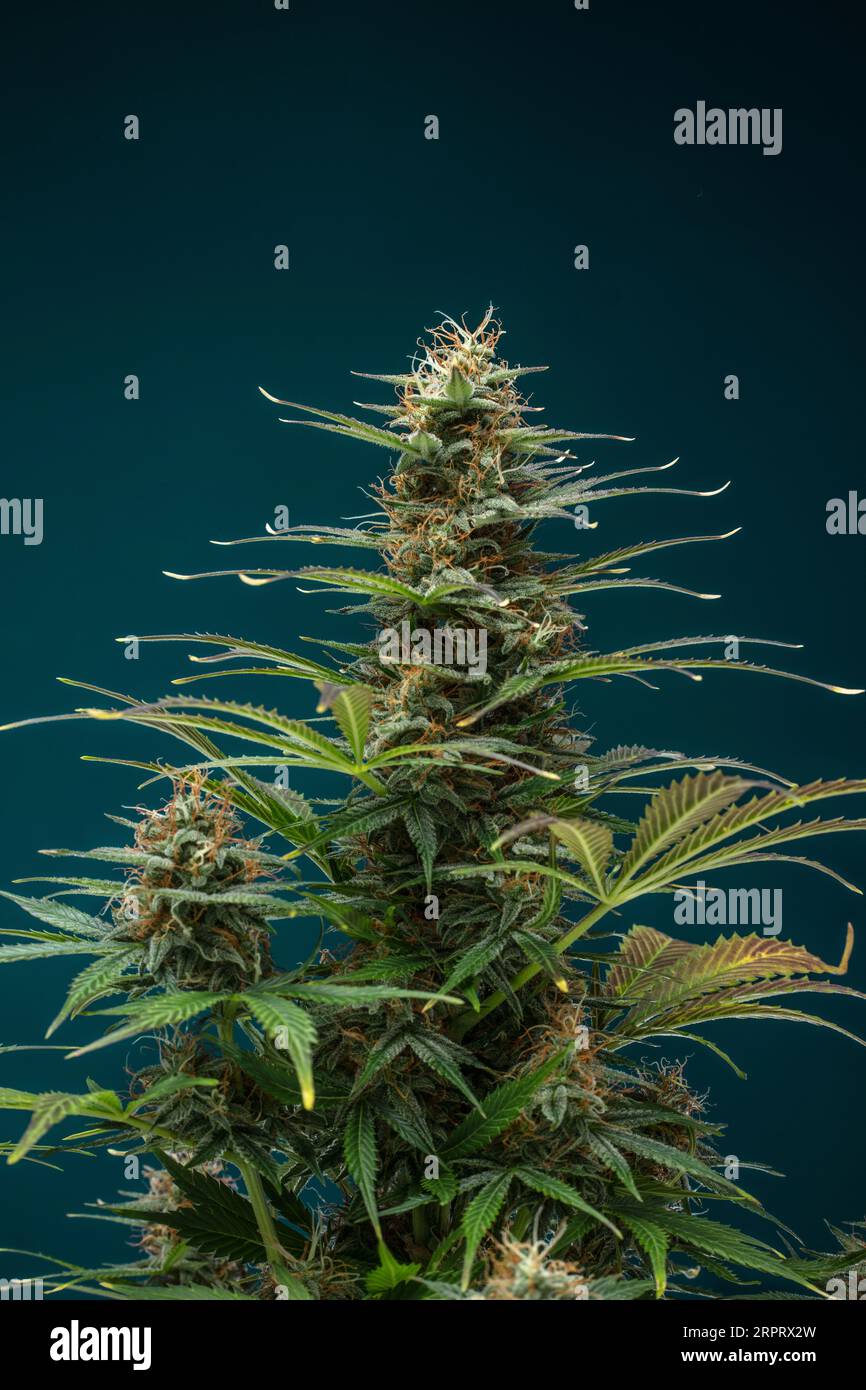 Cannabis texture hi-res stock photography and images - Alamy