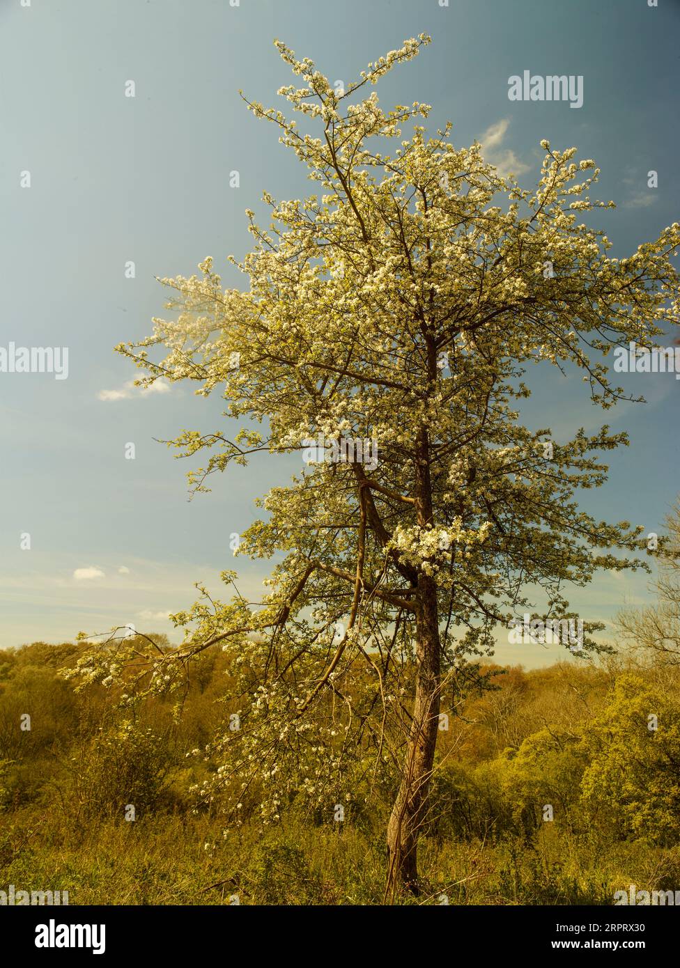 Glowing single crab apple tree in a downland landscape with bright ...