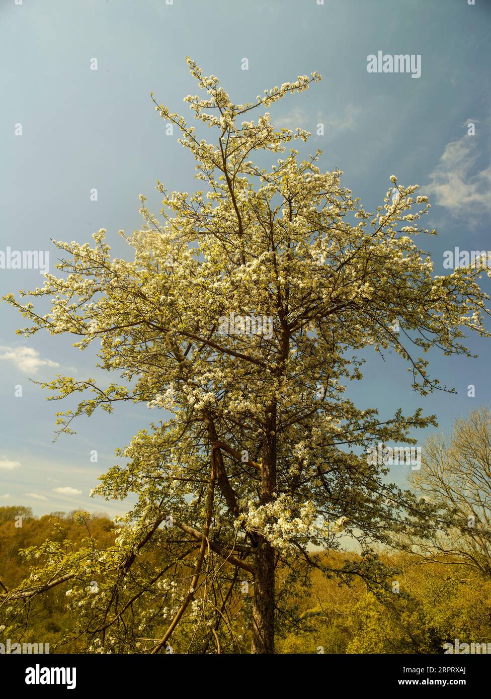 Glowing single crab apple tree in a downland landscape with bright ...