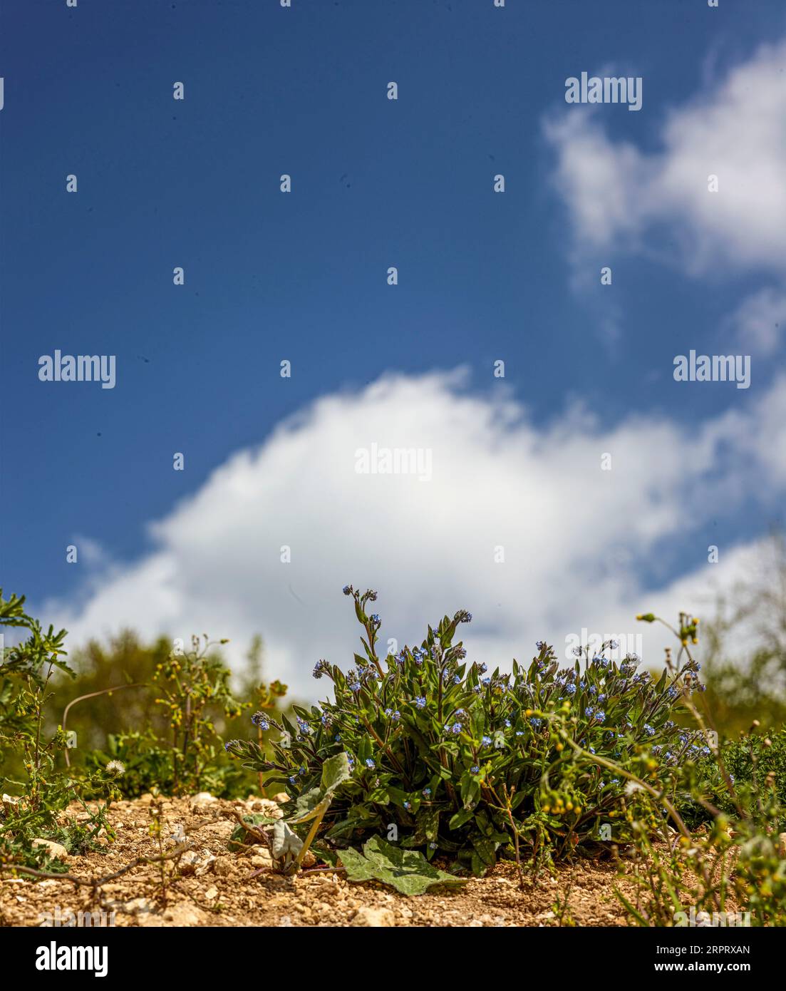 Intimate landscape portrait of the environmentally critical The Surrey ...