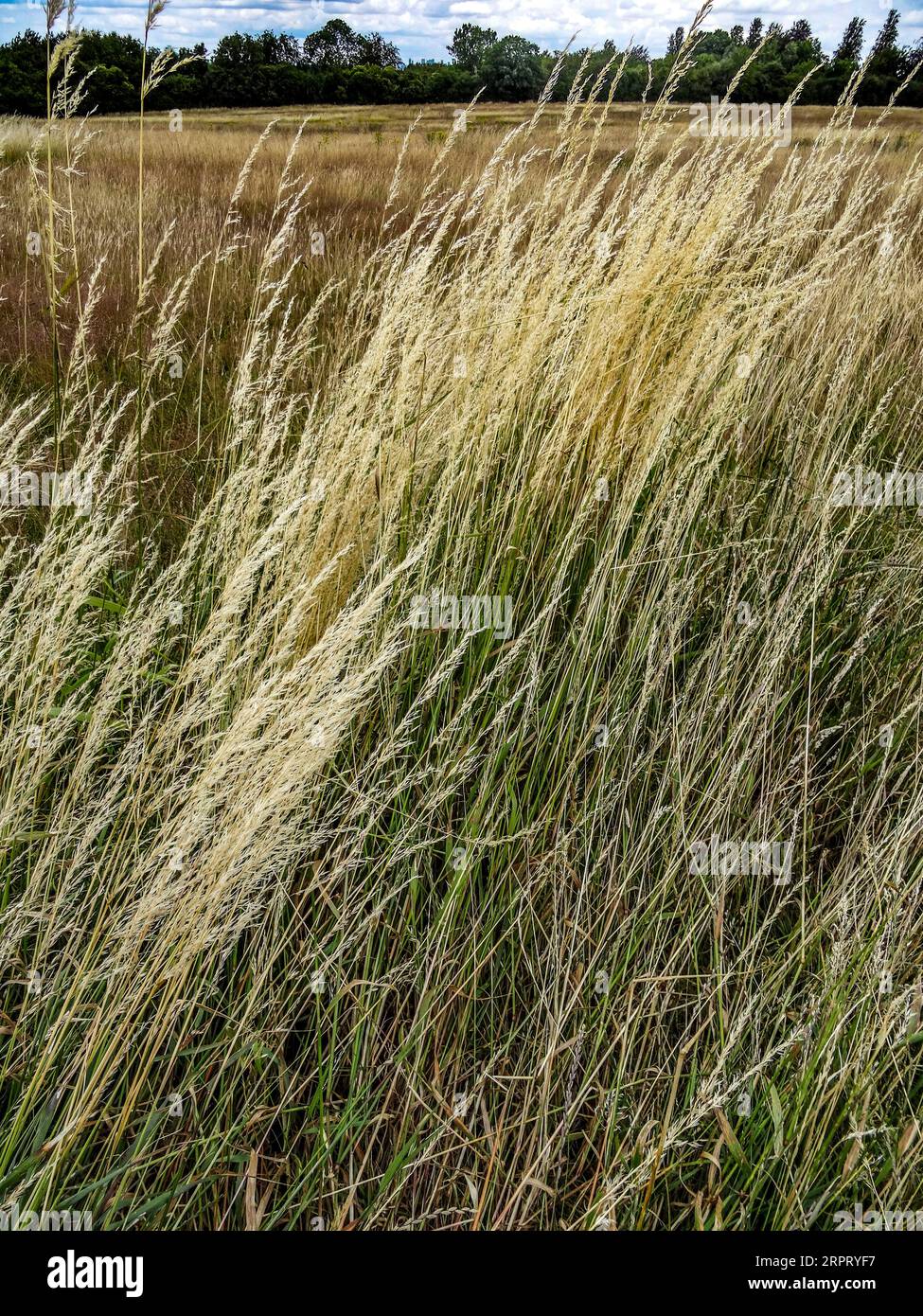 Semi abstract environmental portrait demonstrating natural patterns ...