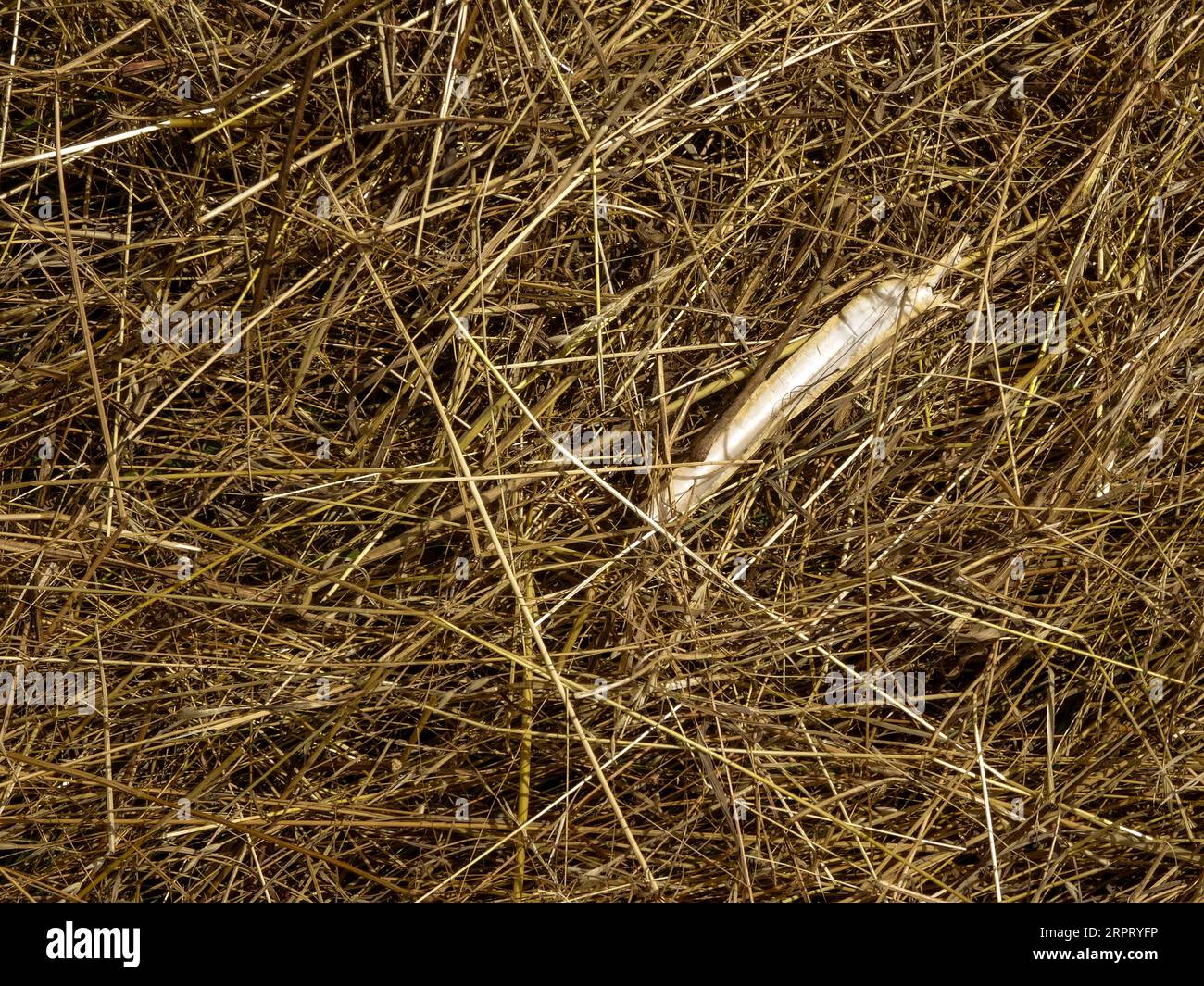 Natural semi close up environmental plant portrait showing intimate ...