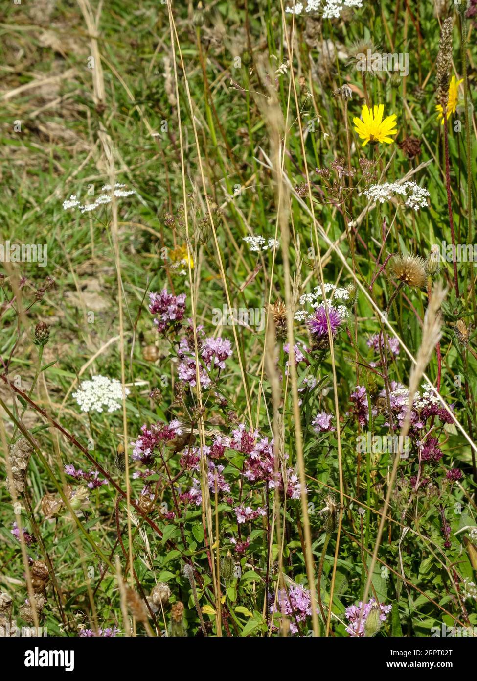 Natural semi close up environmental plant portrait showing intimate ...