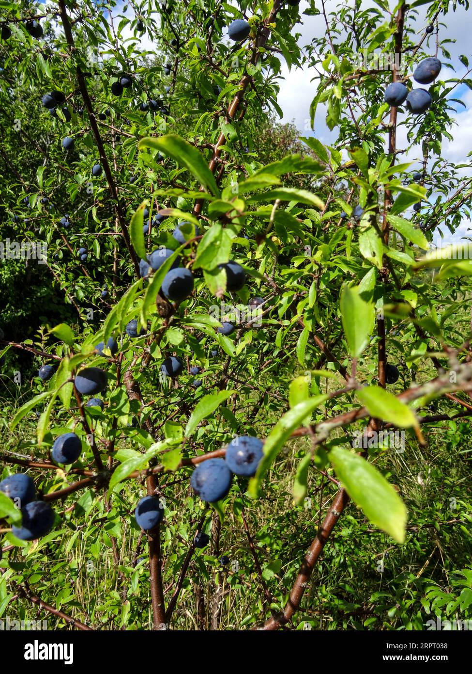 Wild Damsons (Prunus Insititia) glowing in summer sunshine. Natural ...