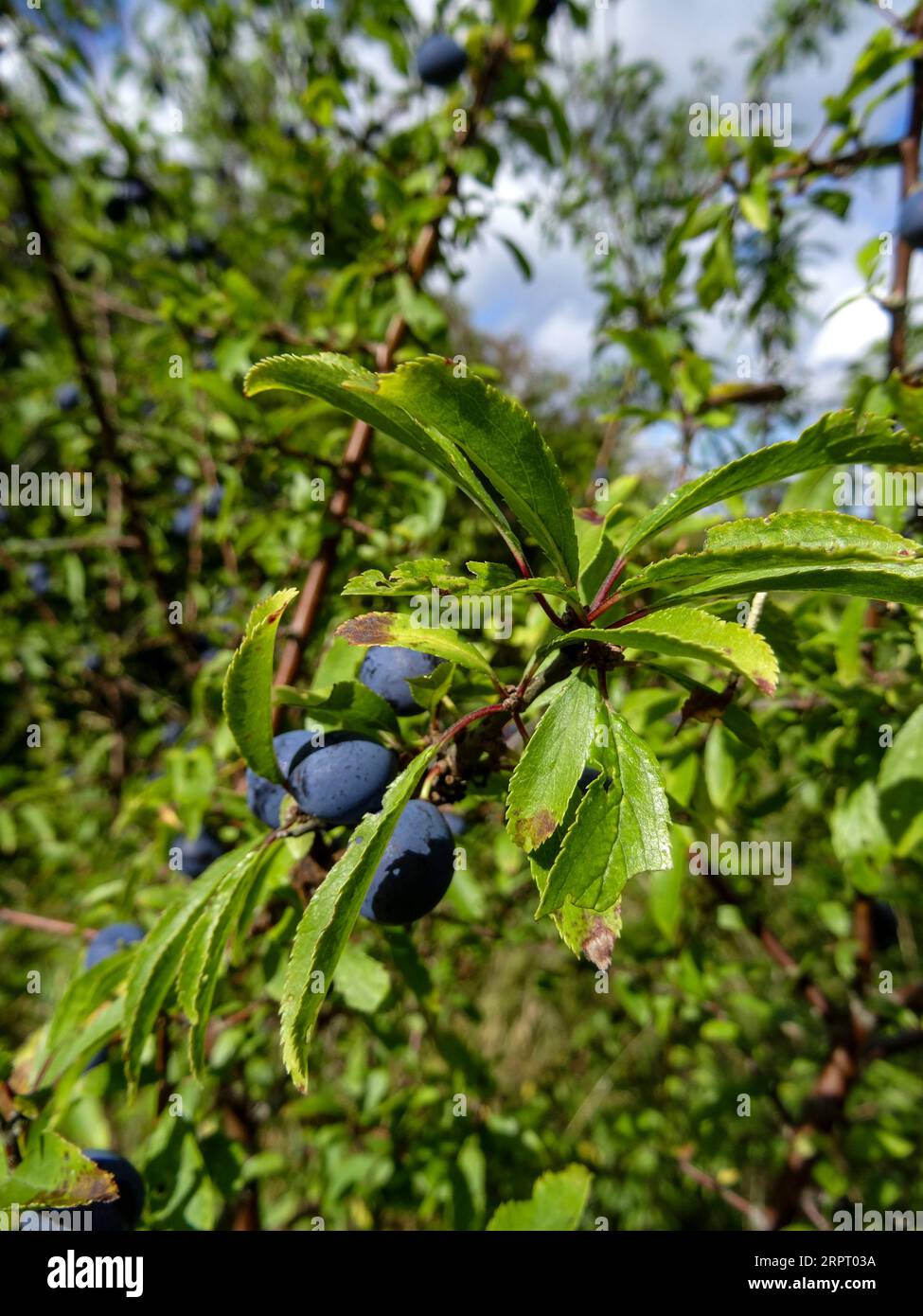 Wild Damsons (Prunus Insititia) glowing in summer sunshine. Natural ...