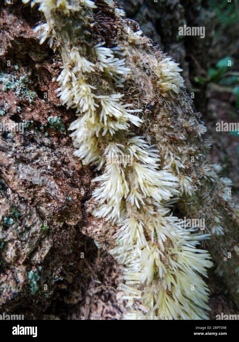 PARASITE. Macro representation of English Ivy (Hedera helix) roots ...