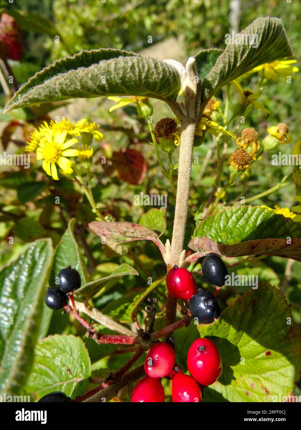 Good for bees and pollinating insects hi-res stock photography and ...