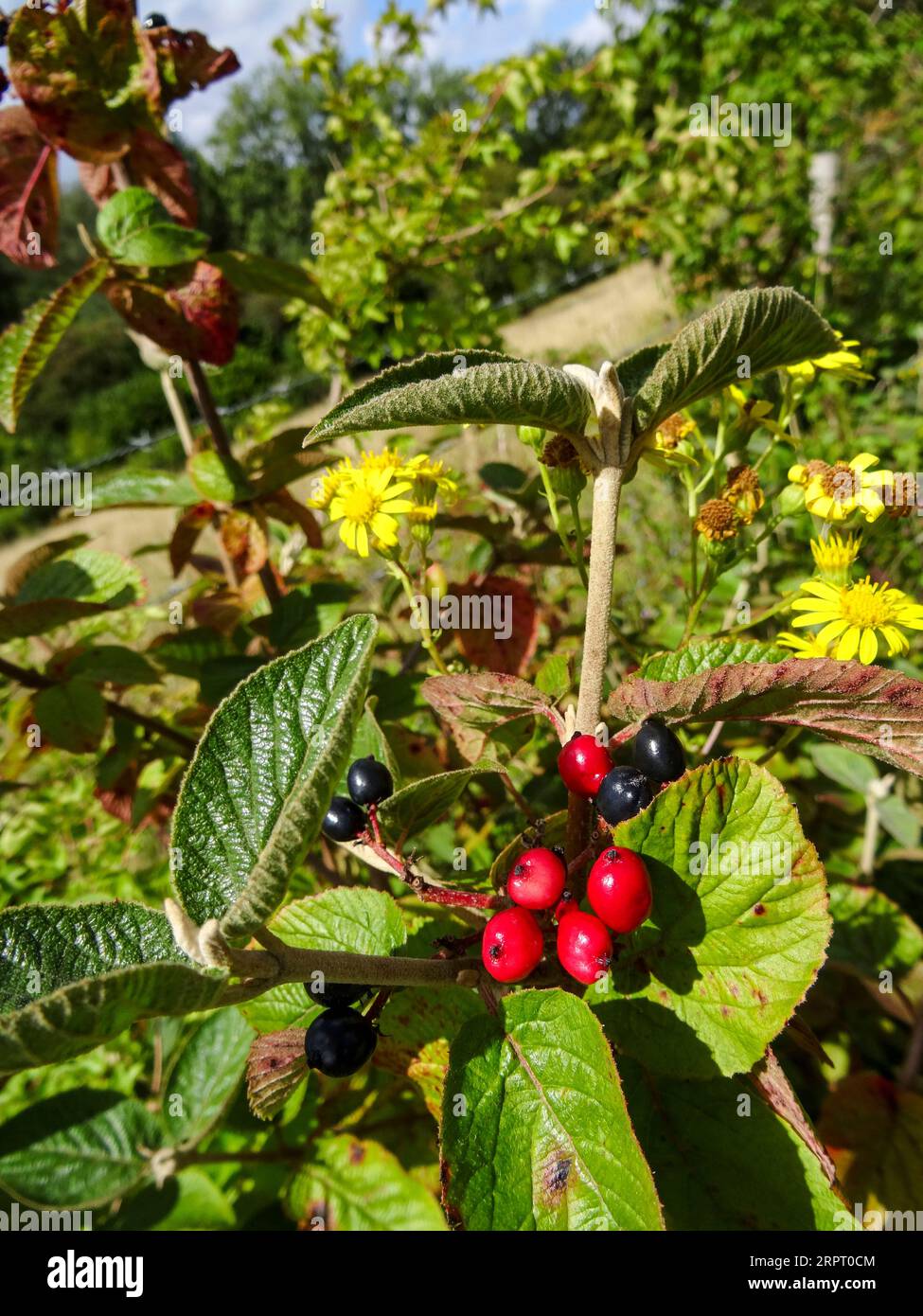 Good for bees and pollinating insects hi-res stock photography and ...