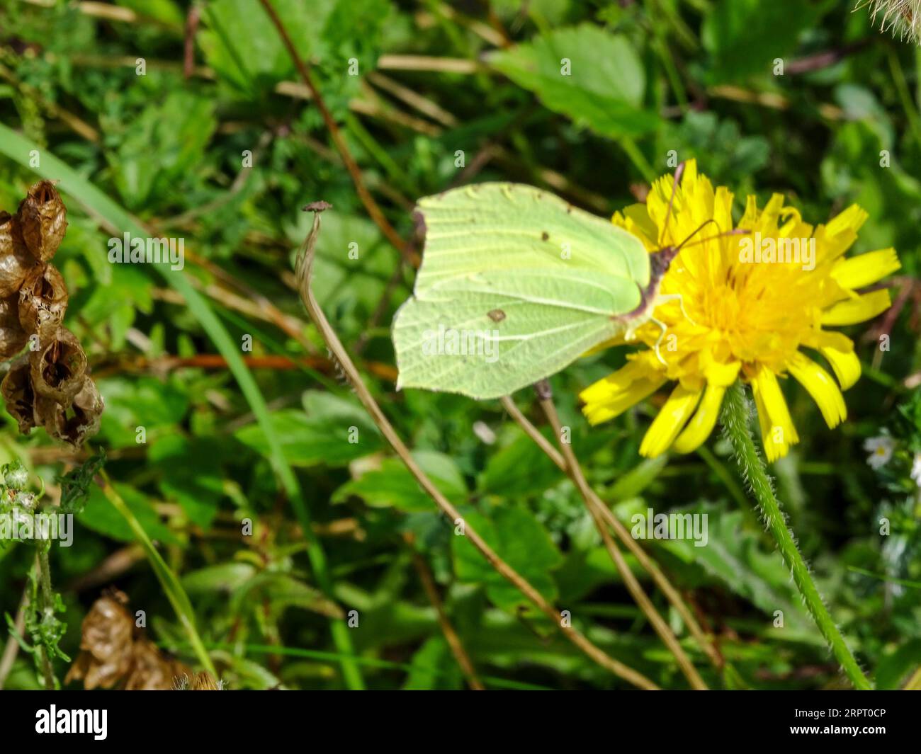 Common though no less beautiful Brimstone Butterfly basking in warm ...