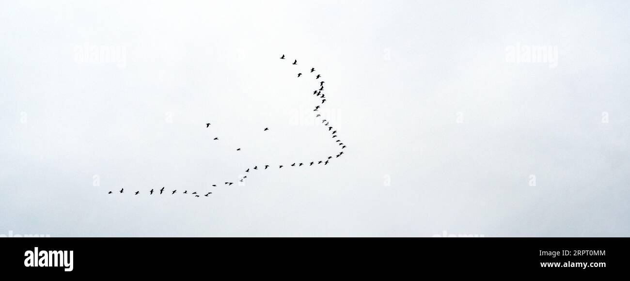Flock of birds flying in formation while forming an arrow Stock Photo ...