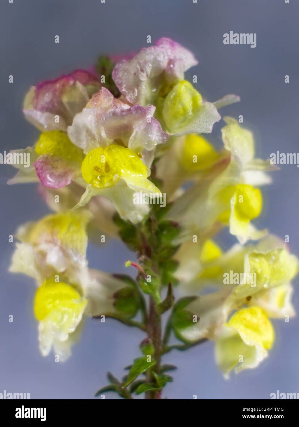 Close up flowering plant portrait of stunning and prolific Antirrhinum ...